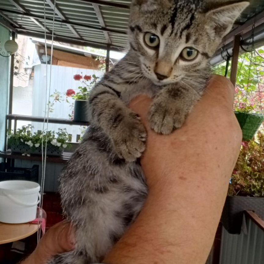 Котята ищут дом