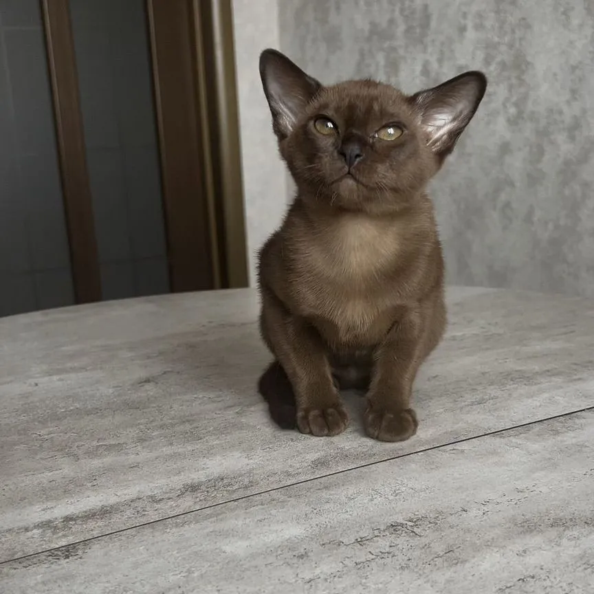 Бурманские котята