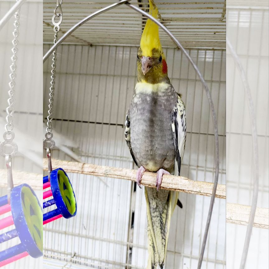 Попугай корелла