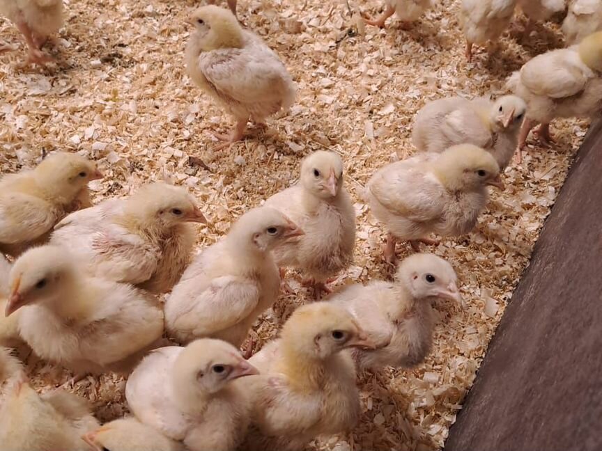 Цыплята бройлеры подрощенные