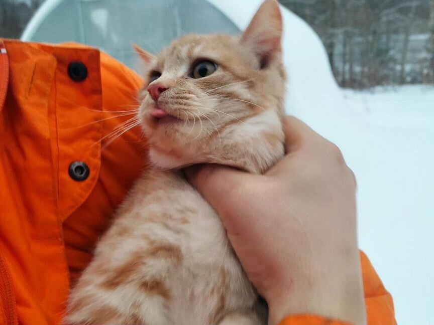 Рыжий котёнок 7 месяцев ищет дом