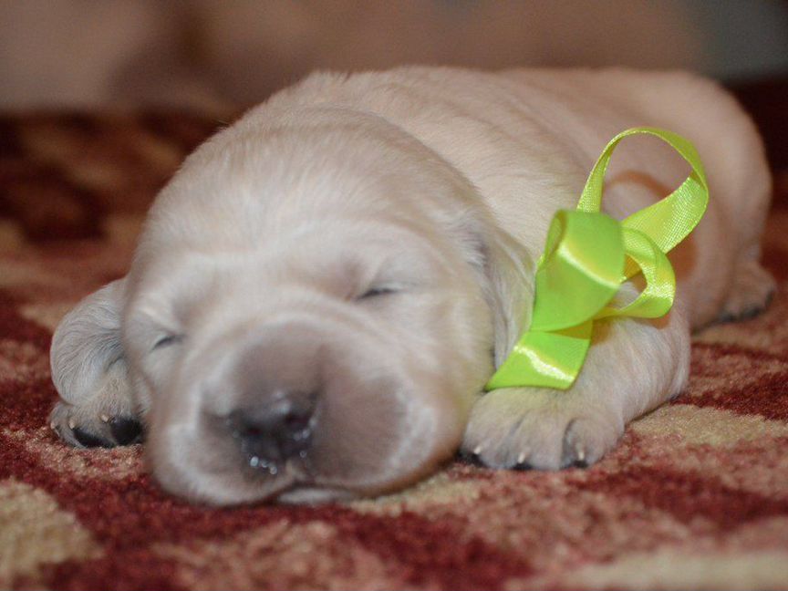 Голден Ретривер щенятки