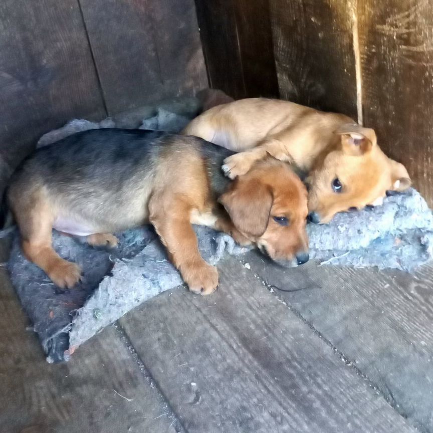 Щенок в добрые руки