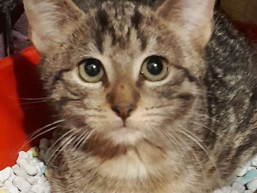 Котенок серик