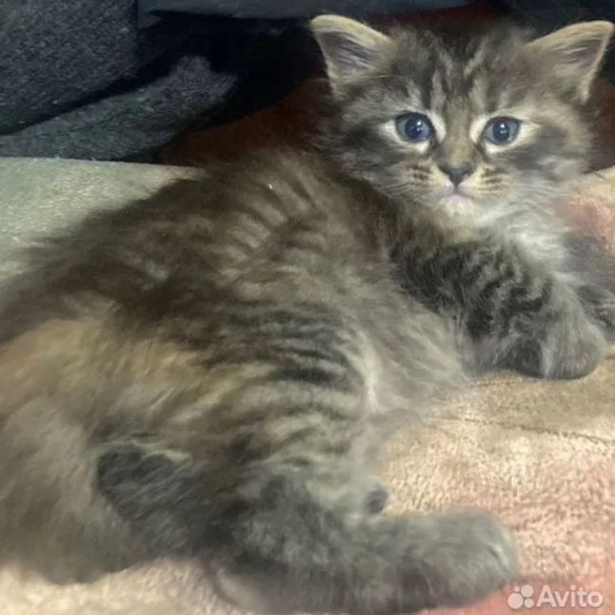 Мейн-кун котёнок