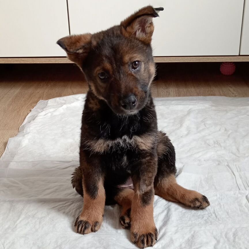 Щенок в добрые руки