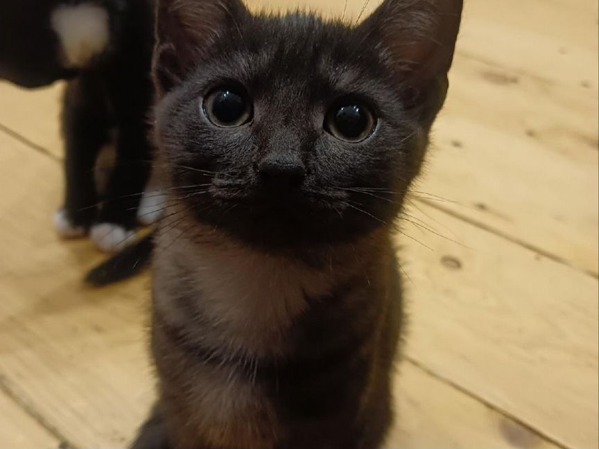 Котята отдам бесплатно