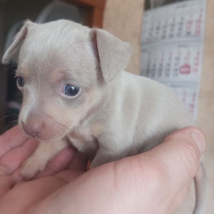 Предлагается к брони лиловый мальчик