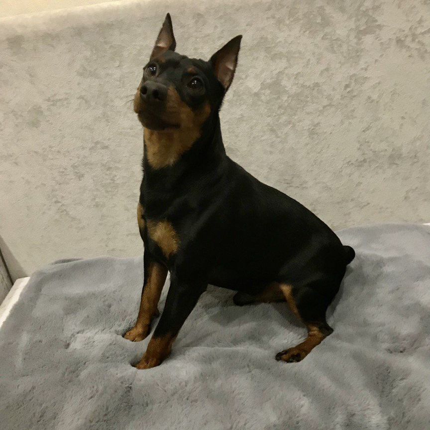 Мини Доберман Чемпион