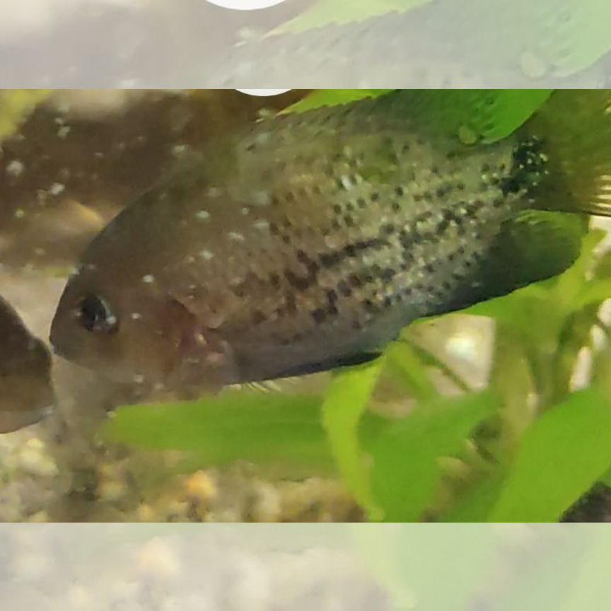 Продам мальков