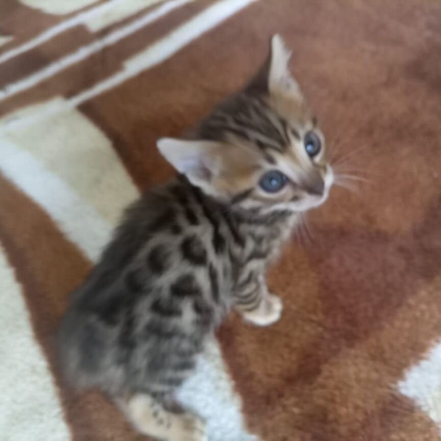 Продам бенгальских котят