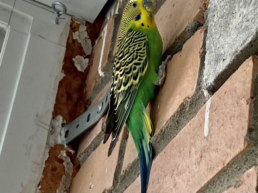 Волнистый попугай мальчик