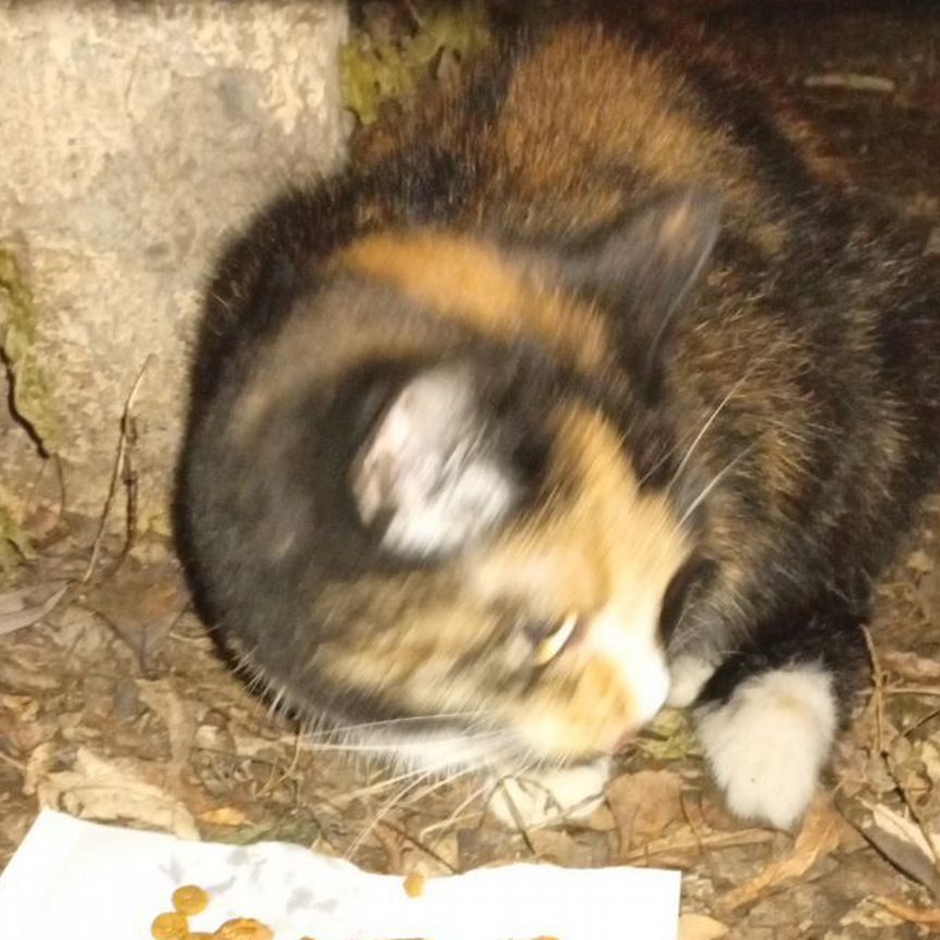 Взрослая кошка в добрые руки