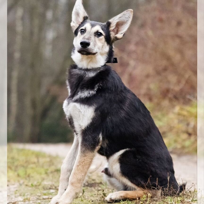 Щенок в добрые руки