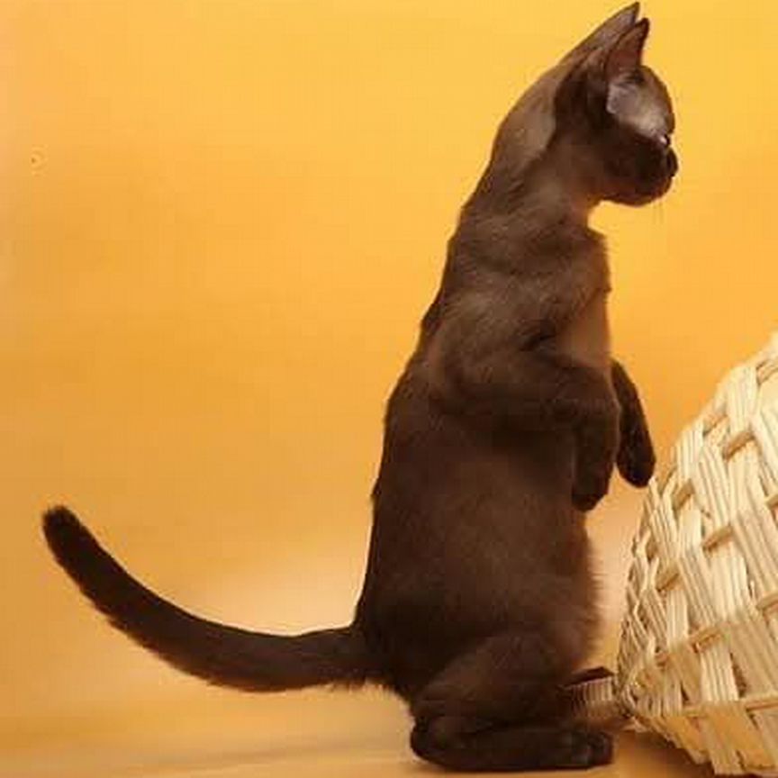 Бурма американская