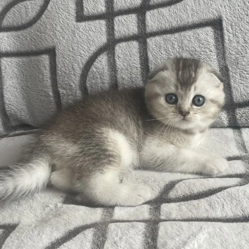 Шотландский вислоухий короткошёрстный котёнок