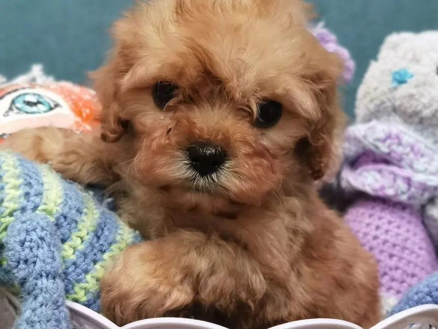 Mini cavapoo кавапу