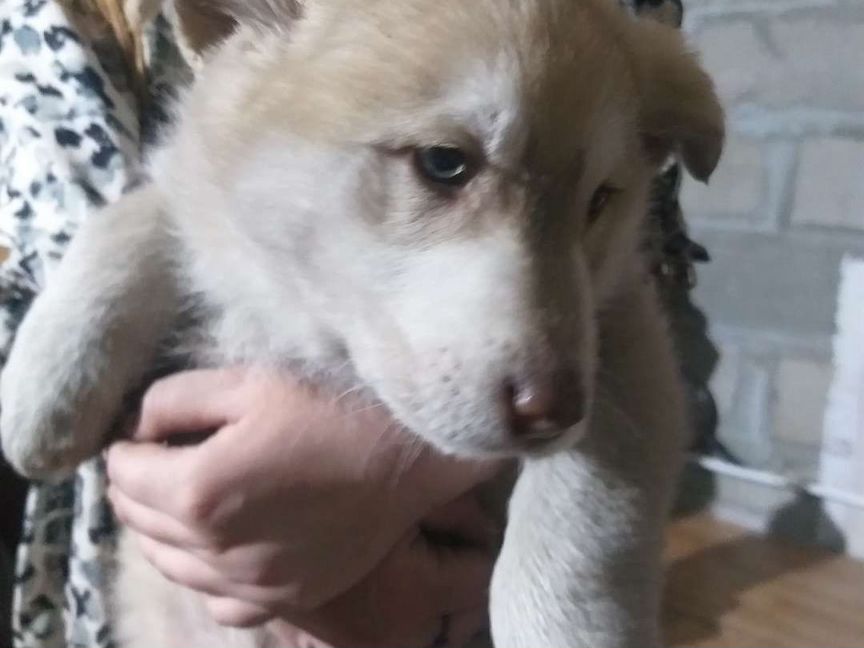 Щенки хаски+ немецкая овчарка