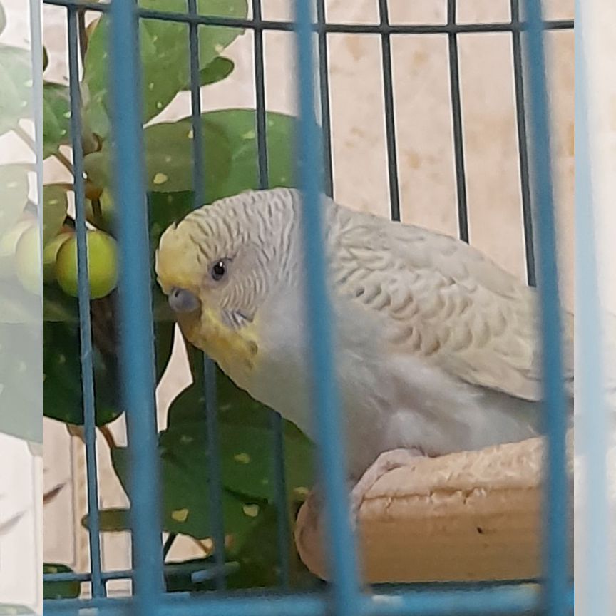 Волнистый попугай