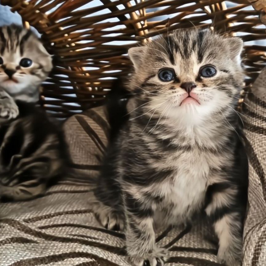 Шотландский вислоухий короткошёрстный котёнок