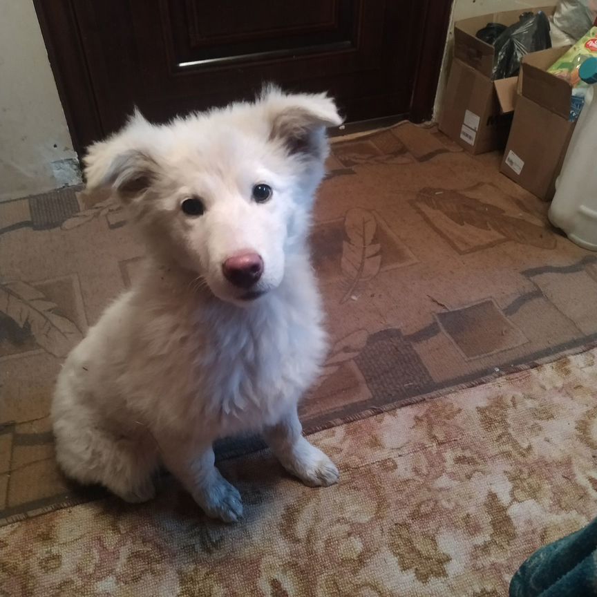 Отдам собаку в добрые руки