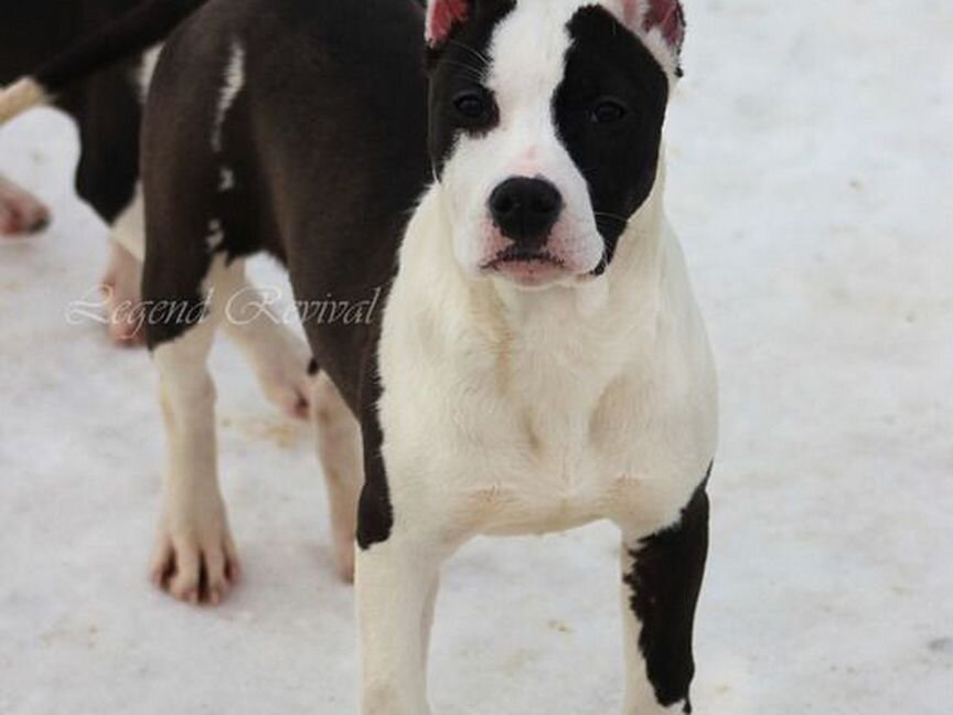 Шикарная девочка Ам. Стафф