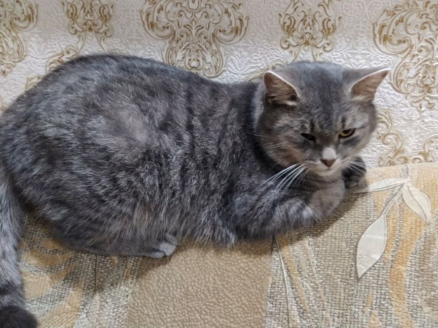 Котики бесплатно в добрые руки
