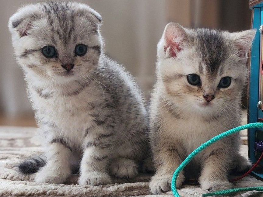 Шотландские вислоухие котята