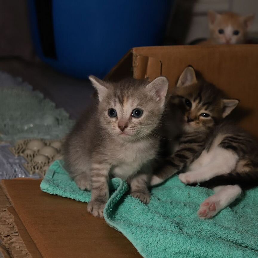 Котята в добрые руки