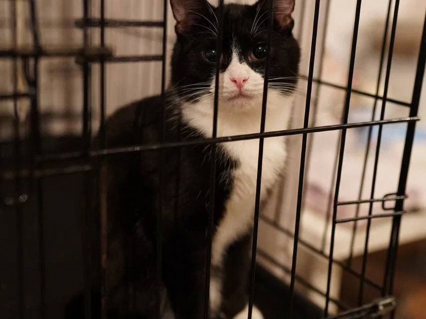 Котенок Венди ищет дом