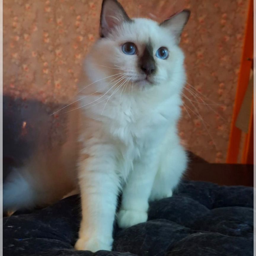 Котенок Священная бирма