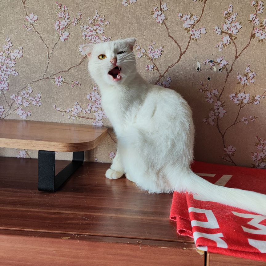 В добрые руки