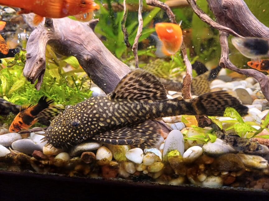 Анциструс обыкновенный самец