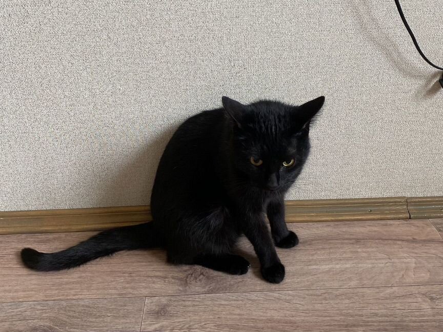 Кот марс 1,7 месяцев