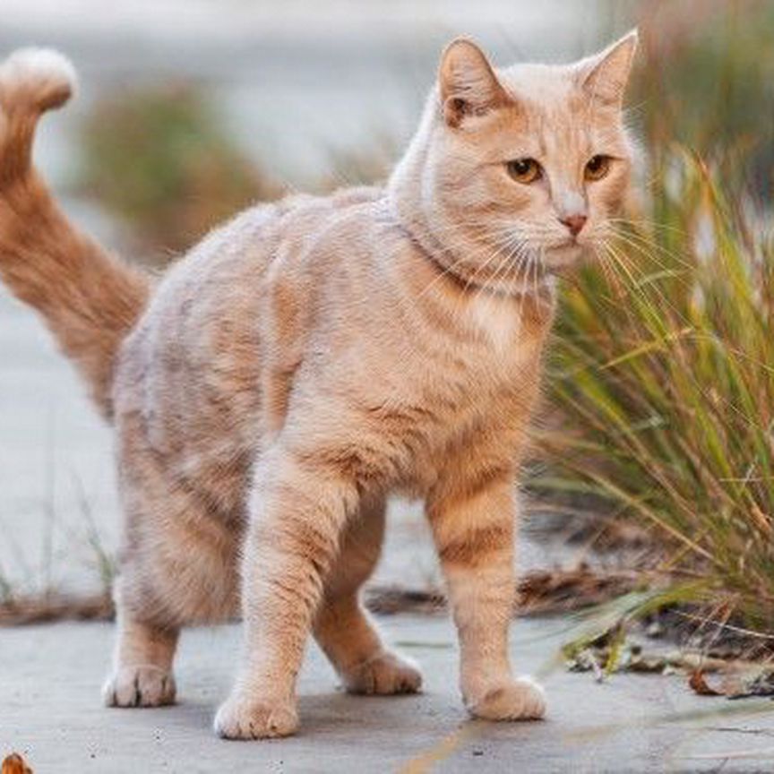 Шикарная котейка ждет человека