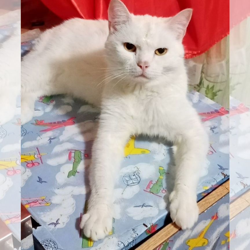 Взрослый кот в добрые руки