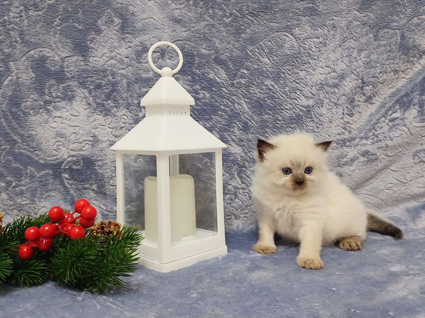 Котята породы невская маскарадная
