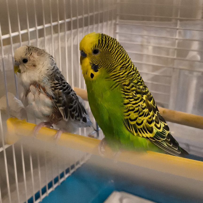 Пара волнистых попугаев