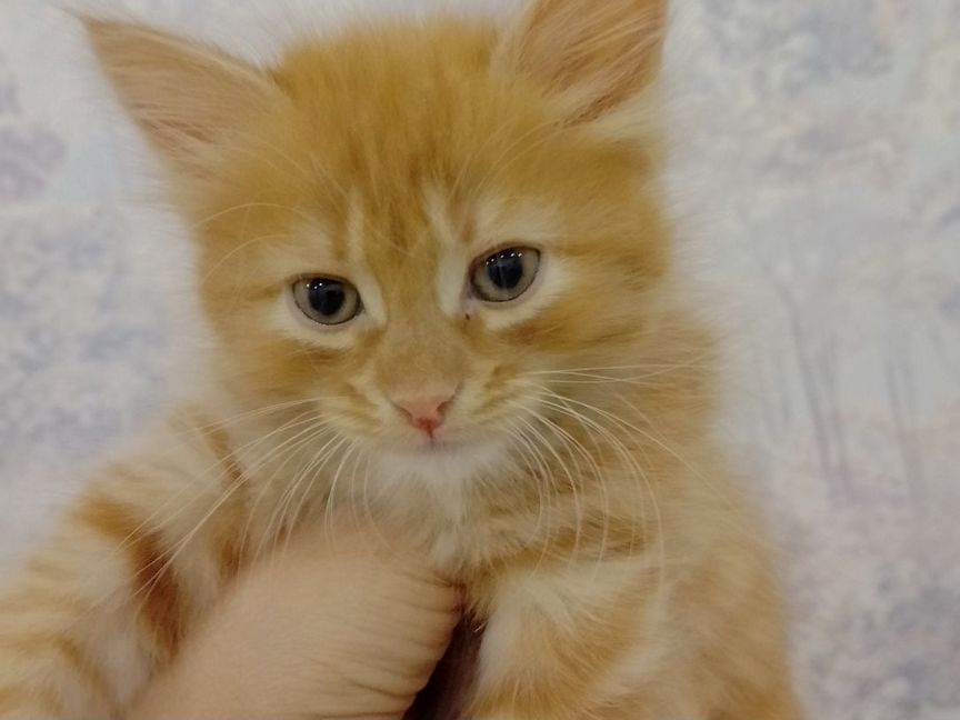 Отдам даром котика