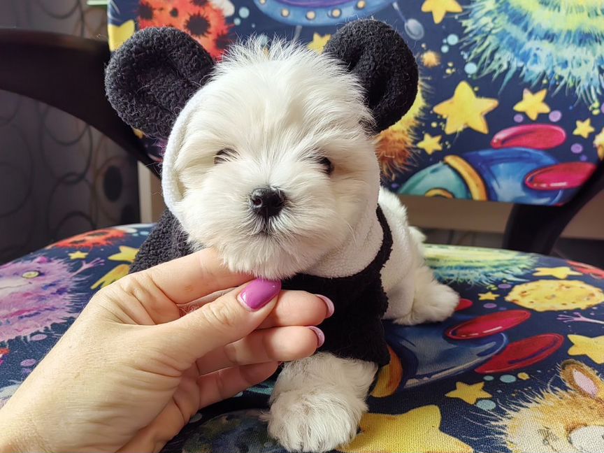 Мальчик мальтезе с документами РКФ