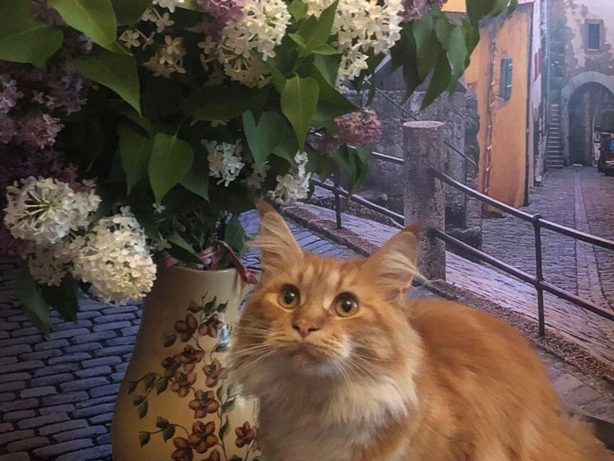 Кошка мейн кун