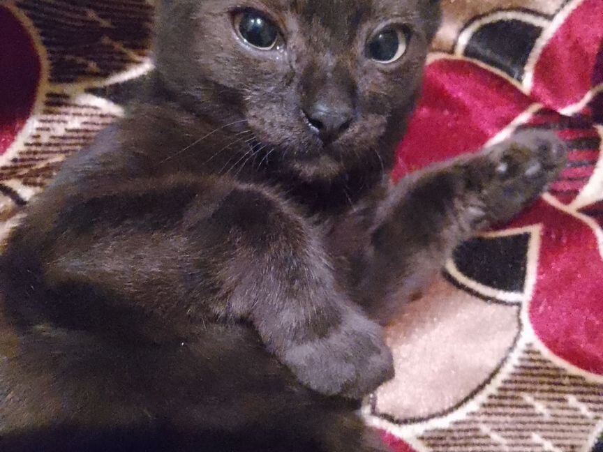 Русская голубая кот