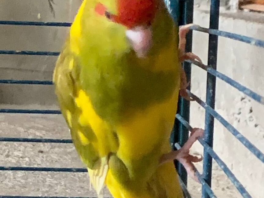 Попугай какарик