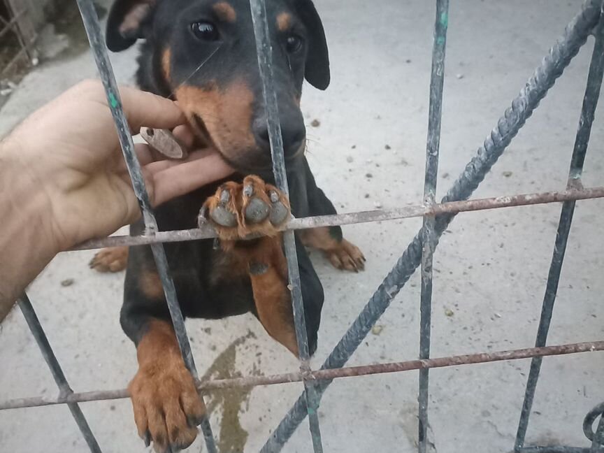 Немецкий ягдтерьер