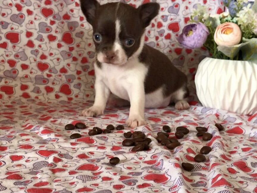 Шоколадочки девочки