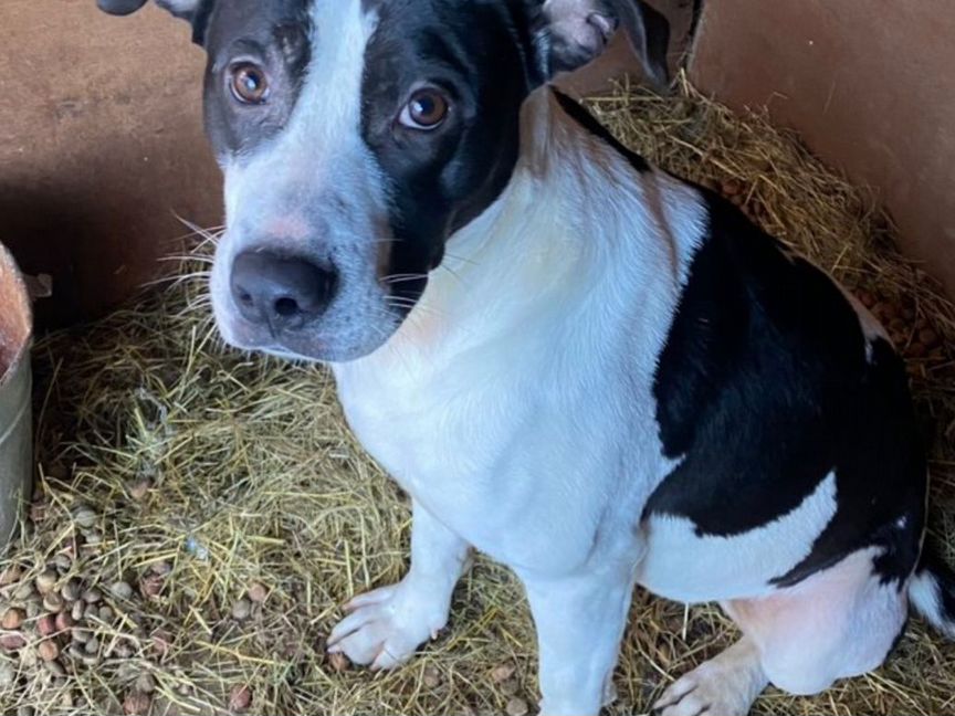 Собака в добрые руки