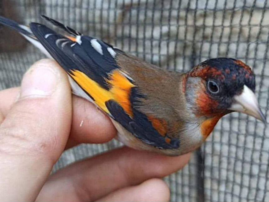 Птица щегол