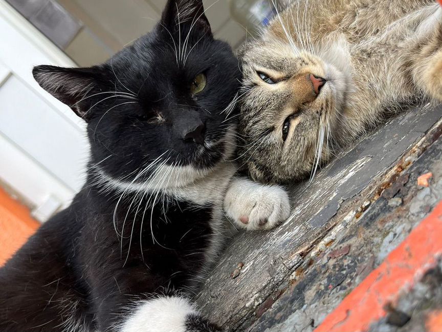 Кот и кошка в добрые руки