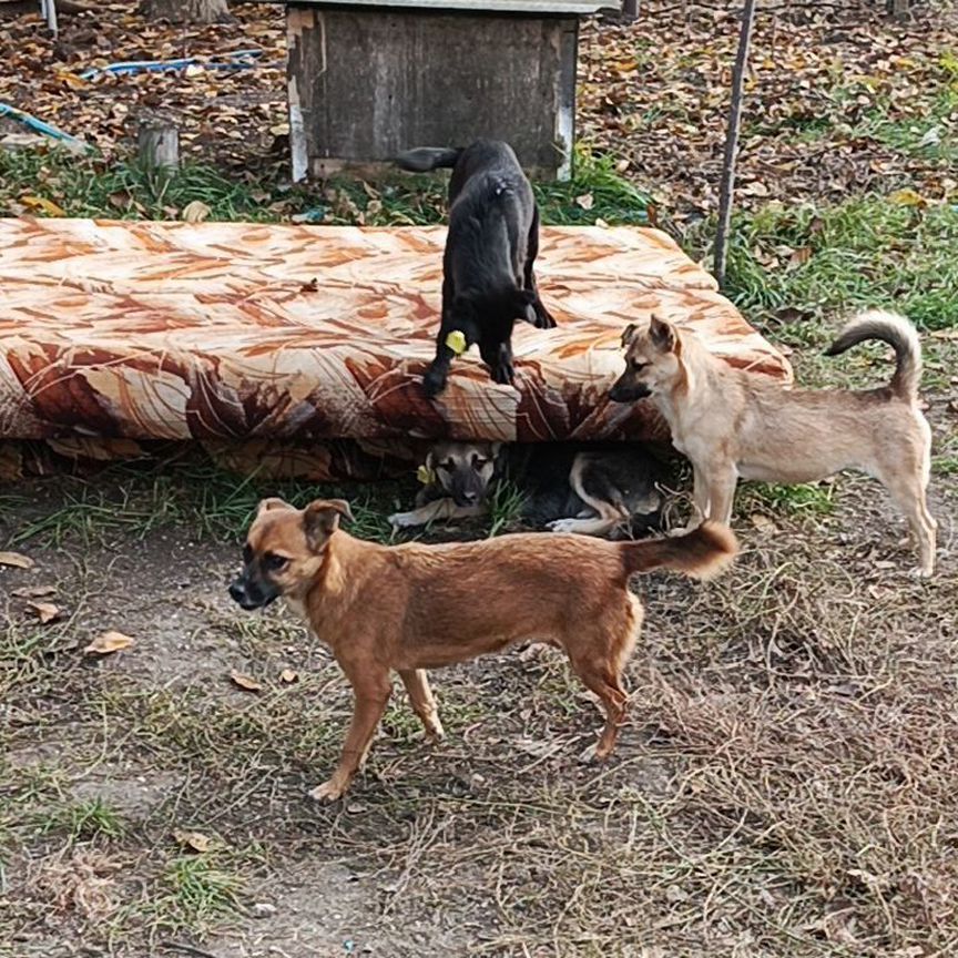 Маленькие собачки