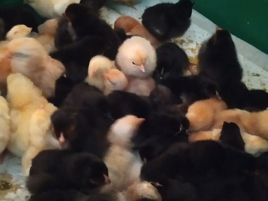Цыплята суточные домашние